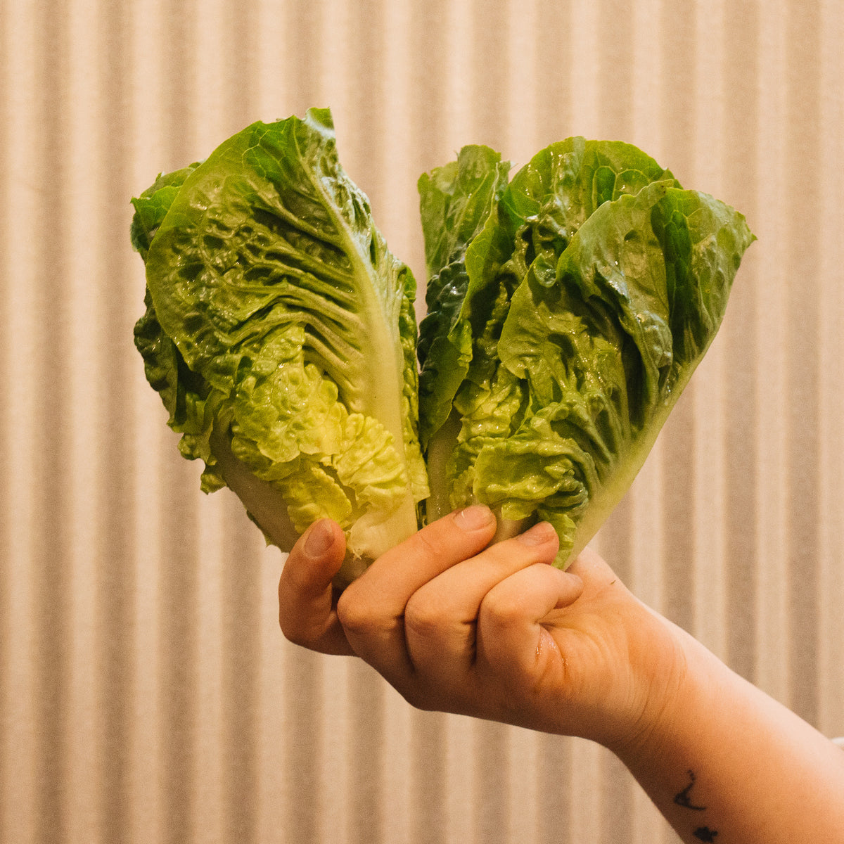 Baby Cos – Adelaide Fruit and Vegetable Delivery