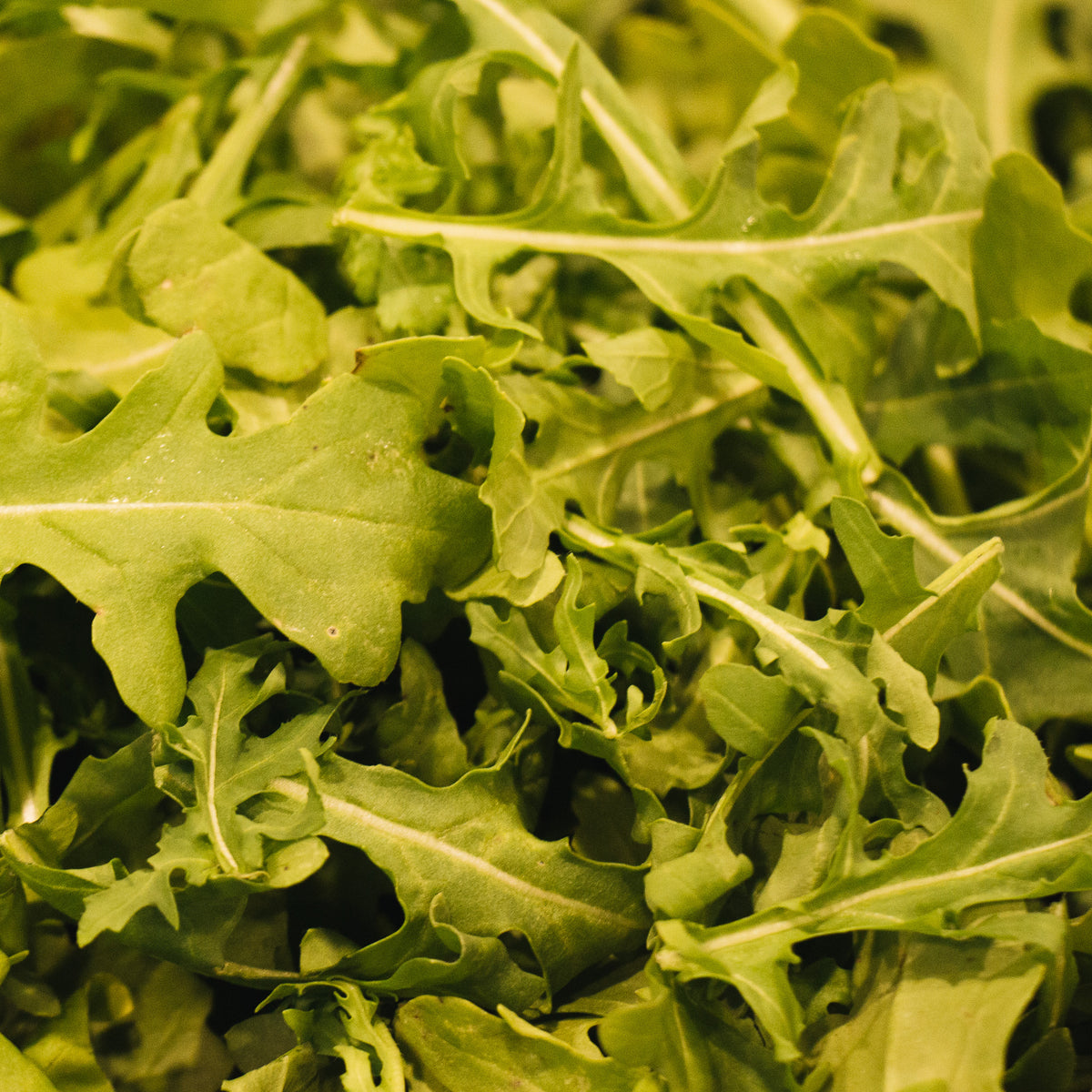 Rocket – Adelaide Fruit and Vegetable Delivery