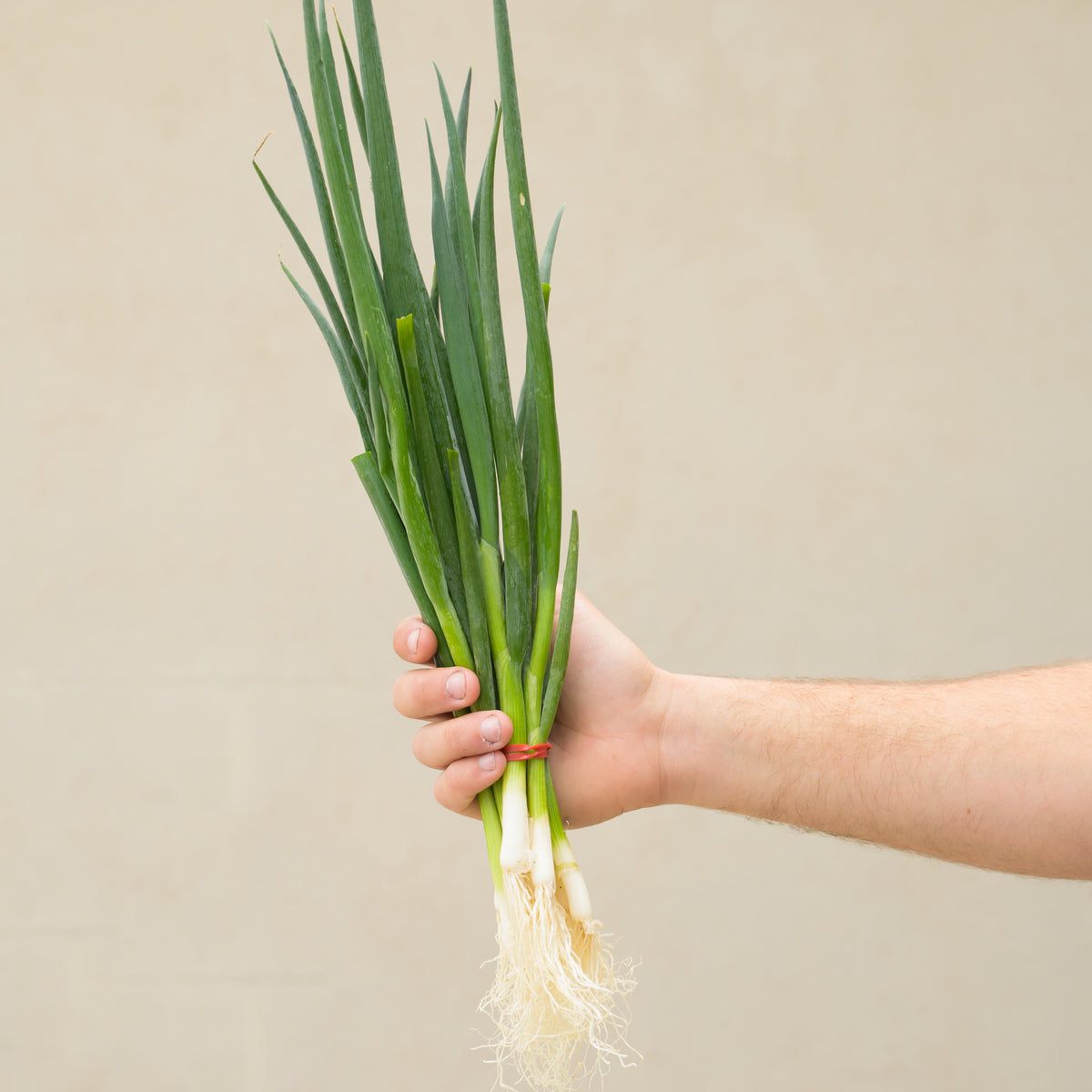 Spring Onion – Adelaide Fruit and Vegetable Delivery