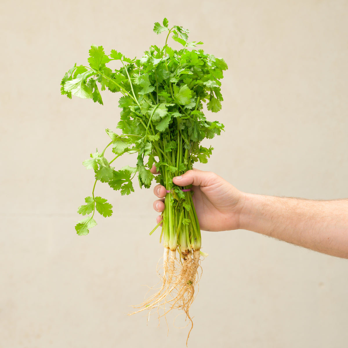 Coriander – Adelaide Fruit and Vegetable Delivery